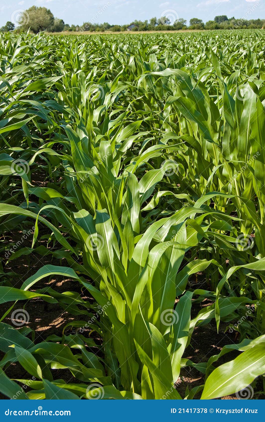 Green maize field stock photo. Image of farm, green, crop - 21417378