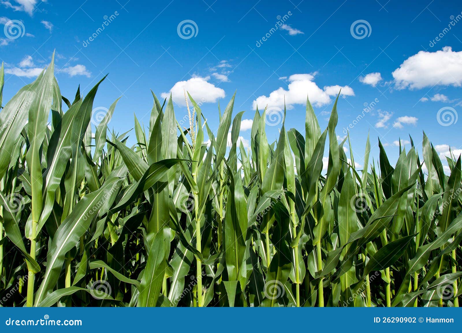 Green maize field stock photo. Image of natural, fresh - 26290902