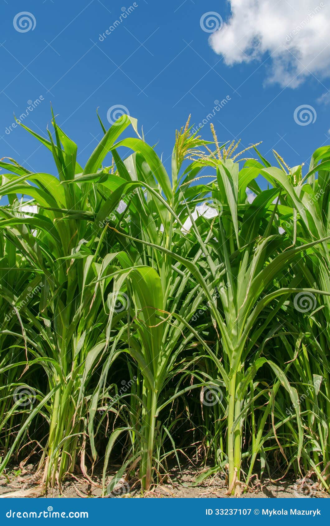 Green maize field stock image. Image of agriculture, growing - 33237107