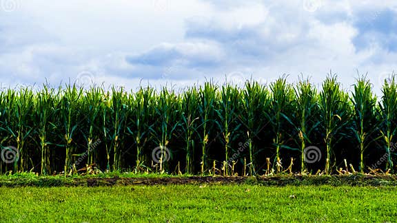 Green Maize Field on Sky Clouds Background Stock Photo - Image of ...