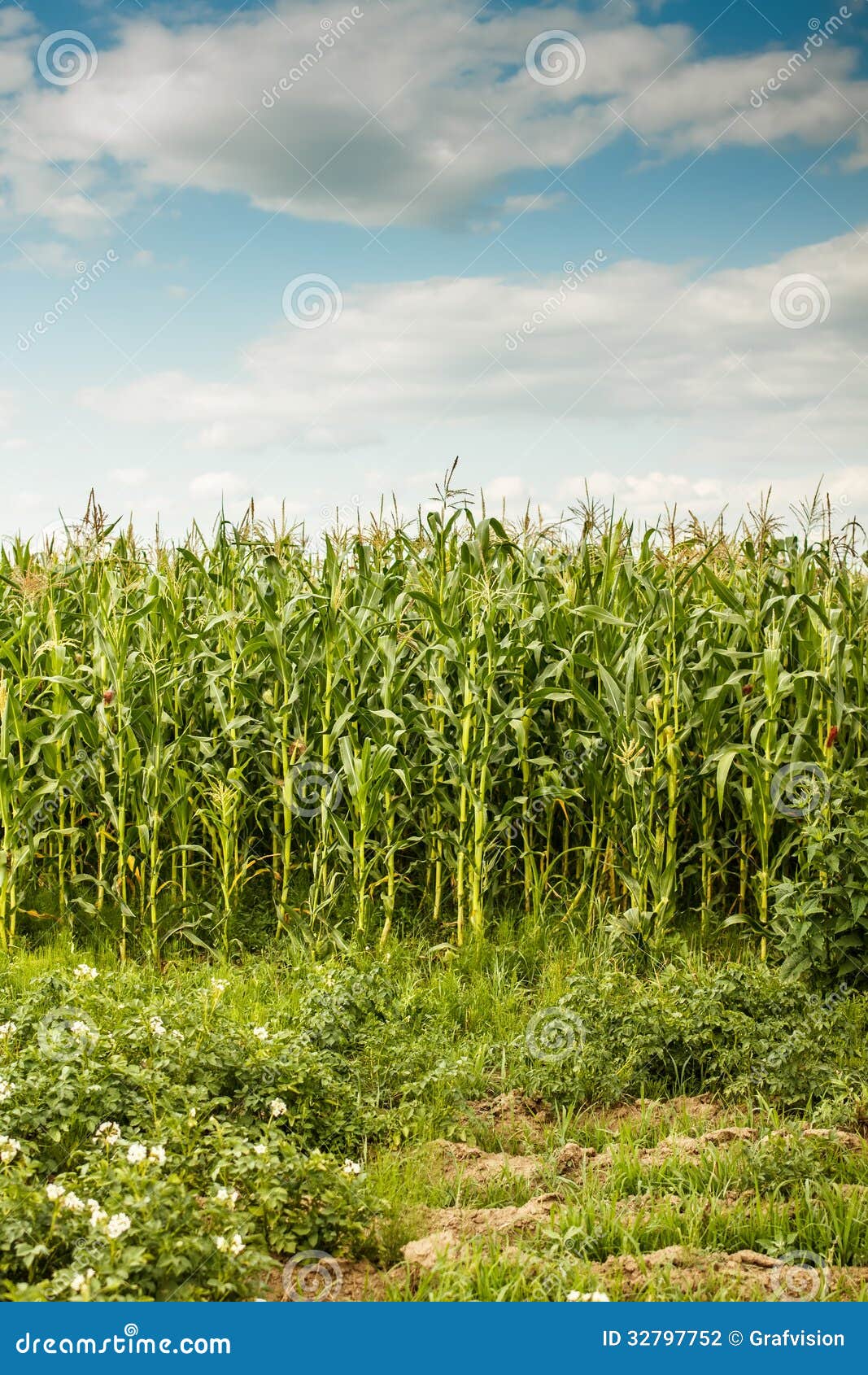 Green maize field stock photo. Image of agriculture, cultivated - 32797752