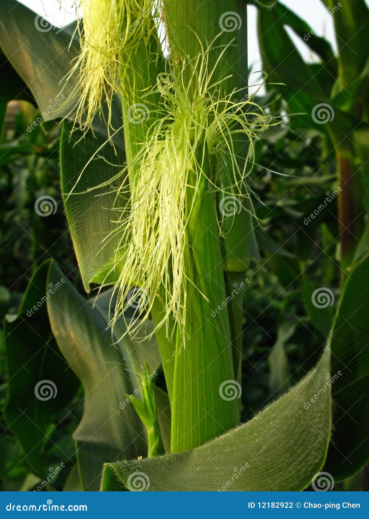 Green maizes stock photo. Image of background, maize - 12182922