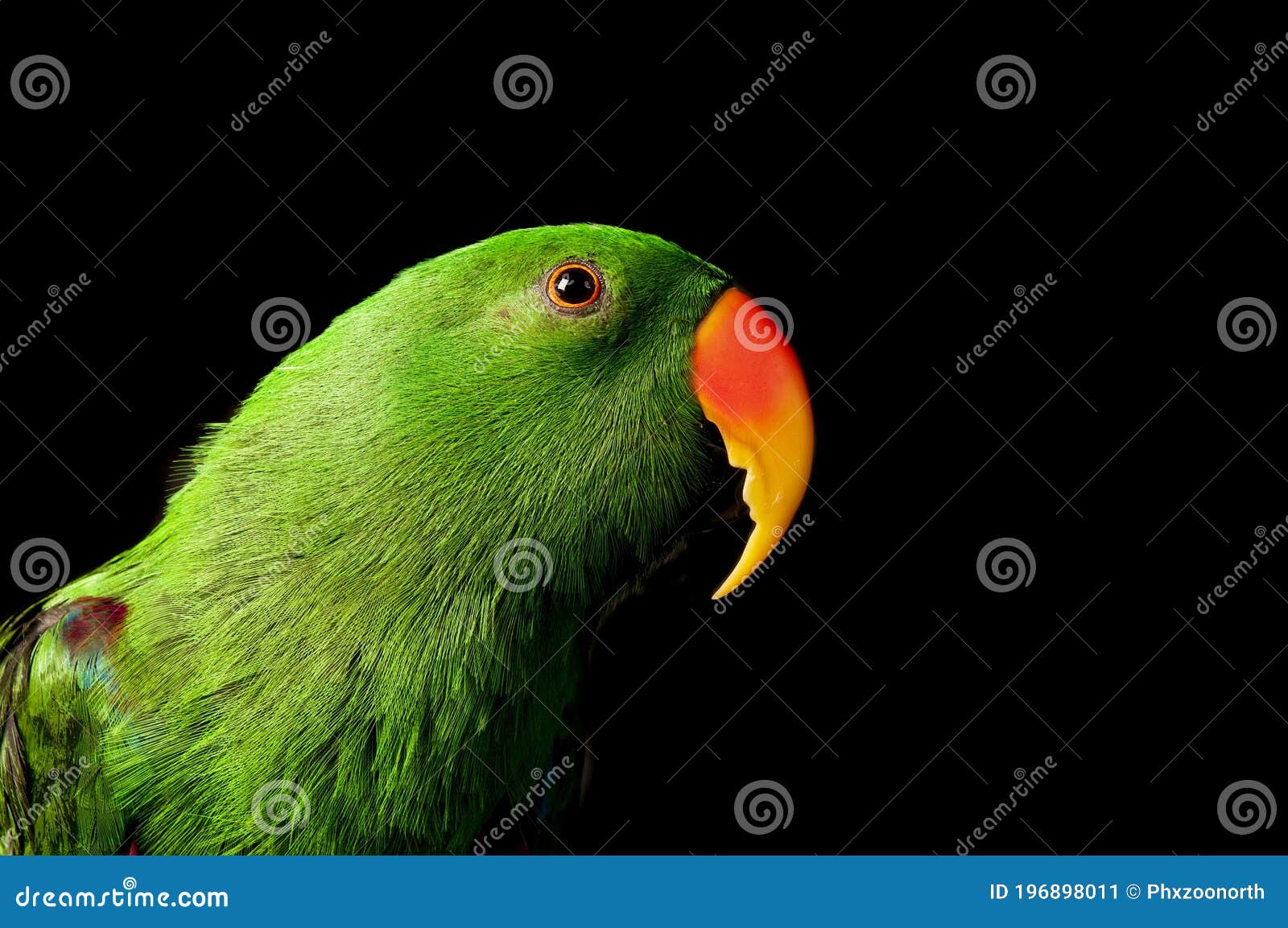 Green Male Eclectus Parrot stock image. Image of copyspace - 196898011
