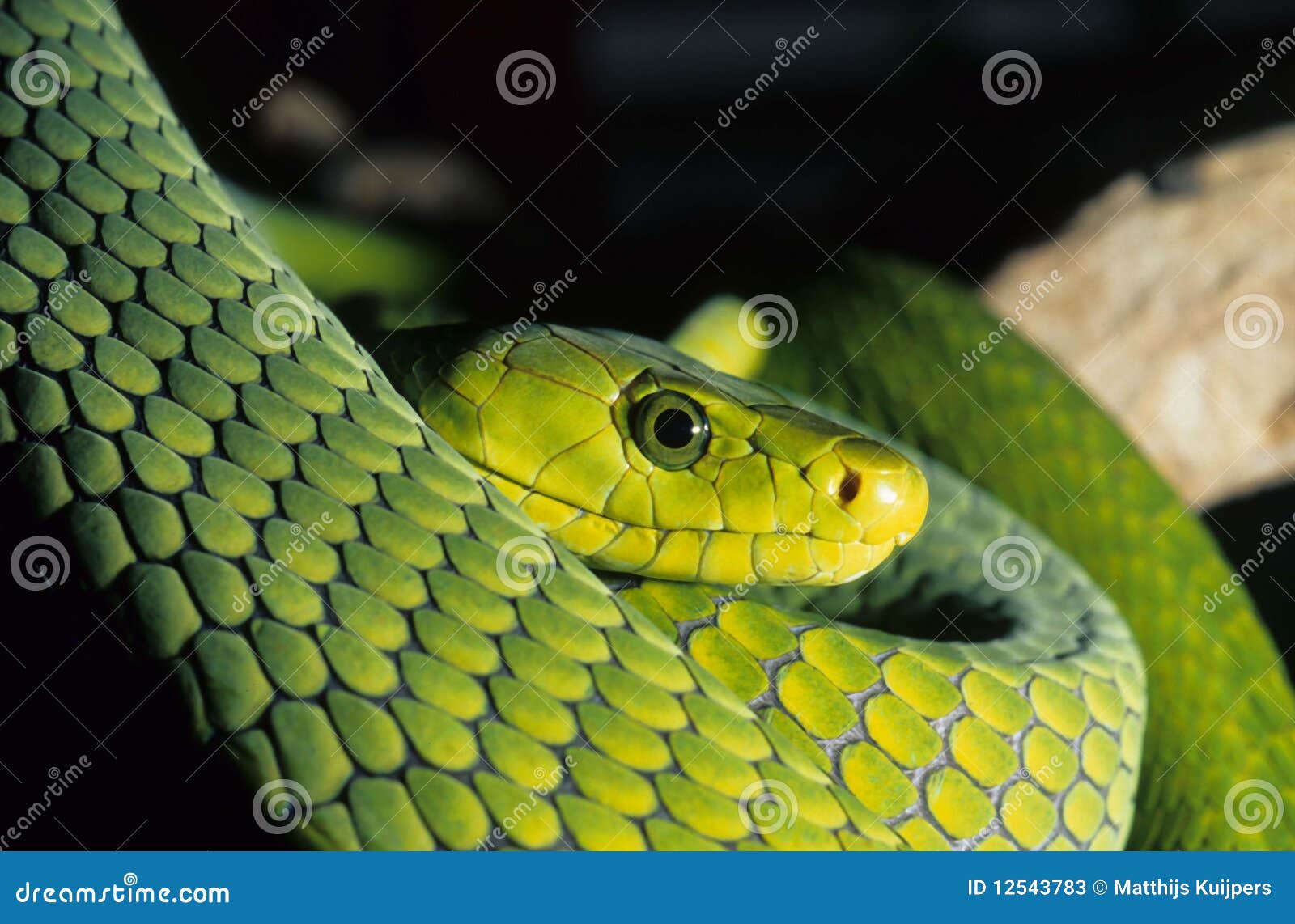 Western Green Mamba