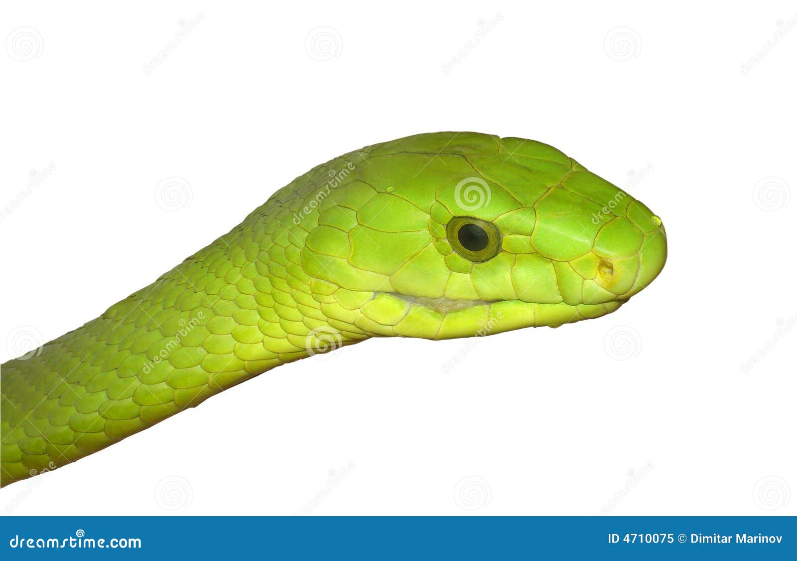 Green mamba stock image. Image of snake, dendroaspis, isolate - 4710075