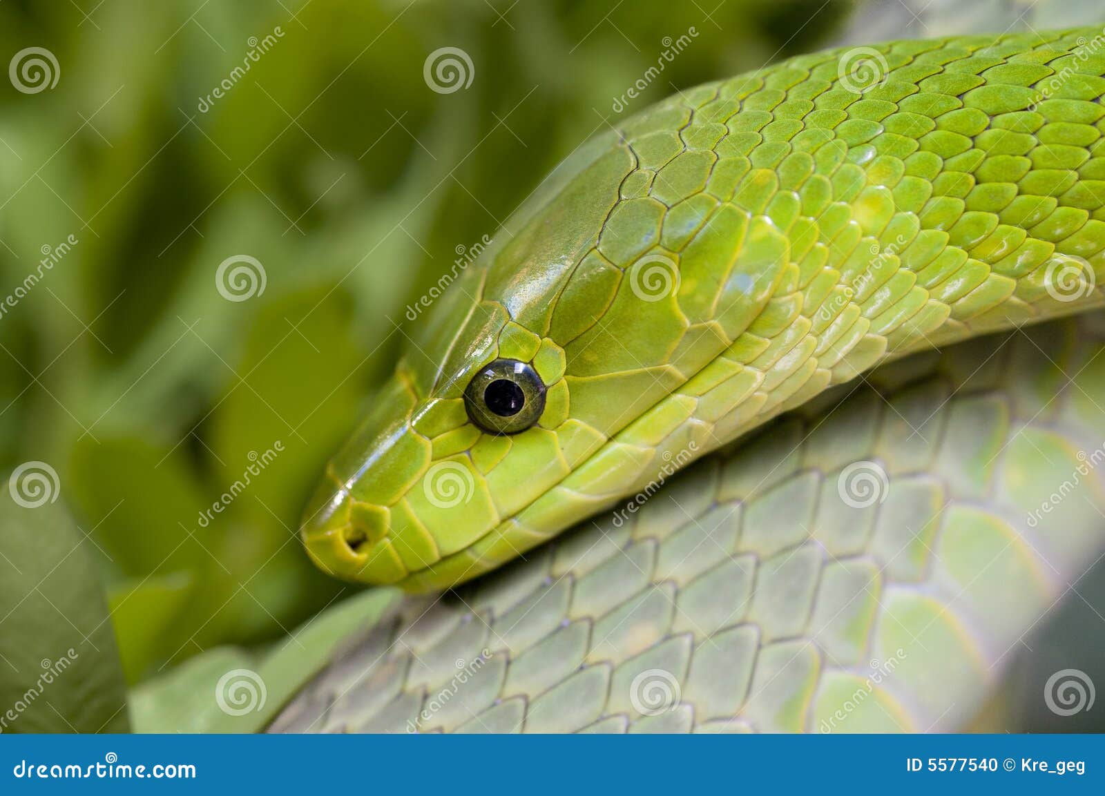 Green mamba stock photo. Image of environment, terrarium - 5577540
