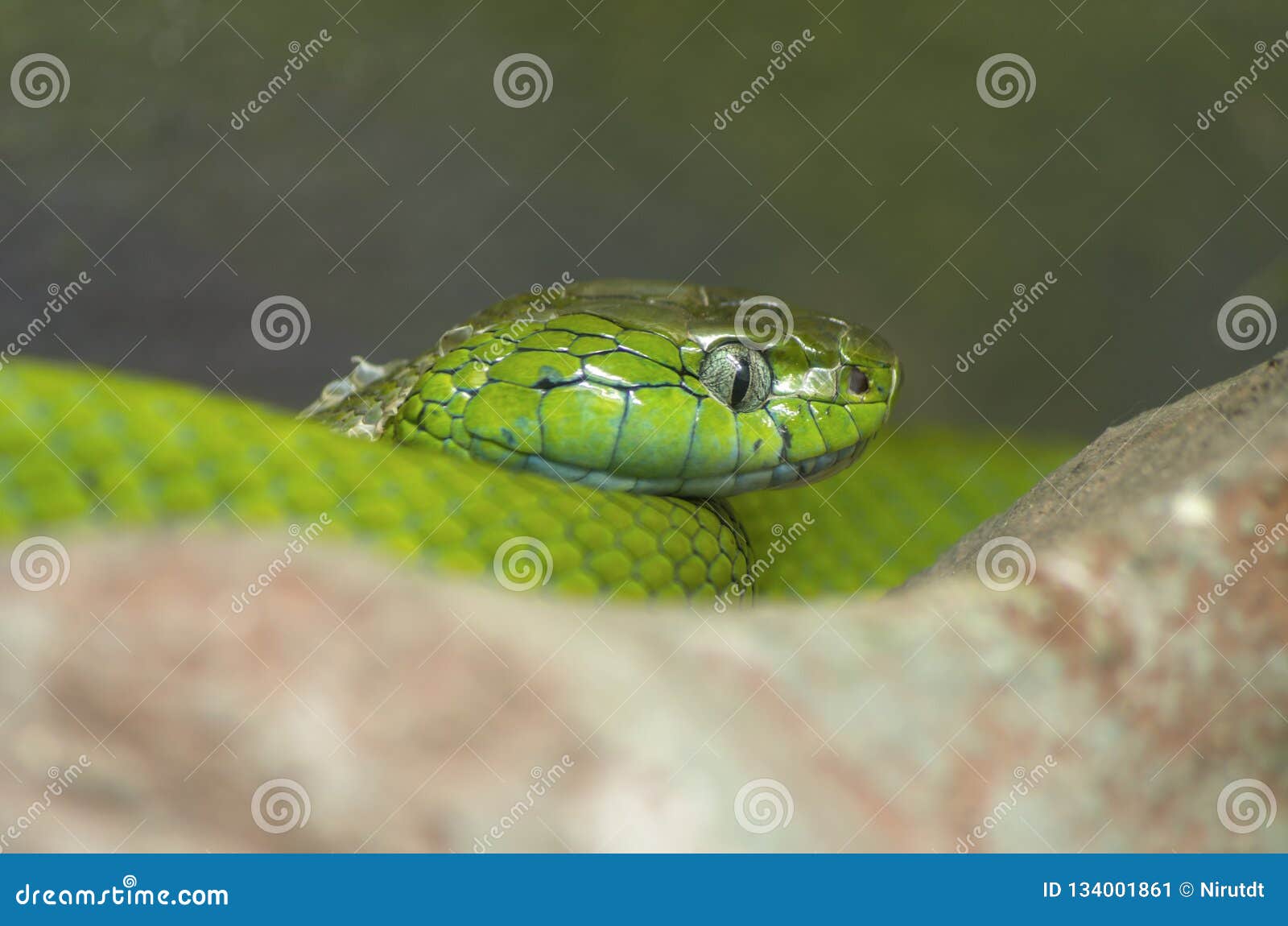 Green mamba stock image. Image of plane, fang, ecology - 134001861