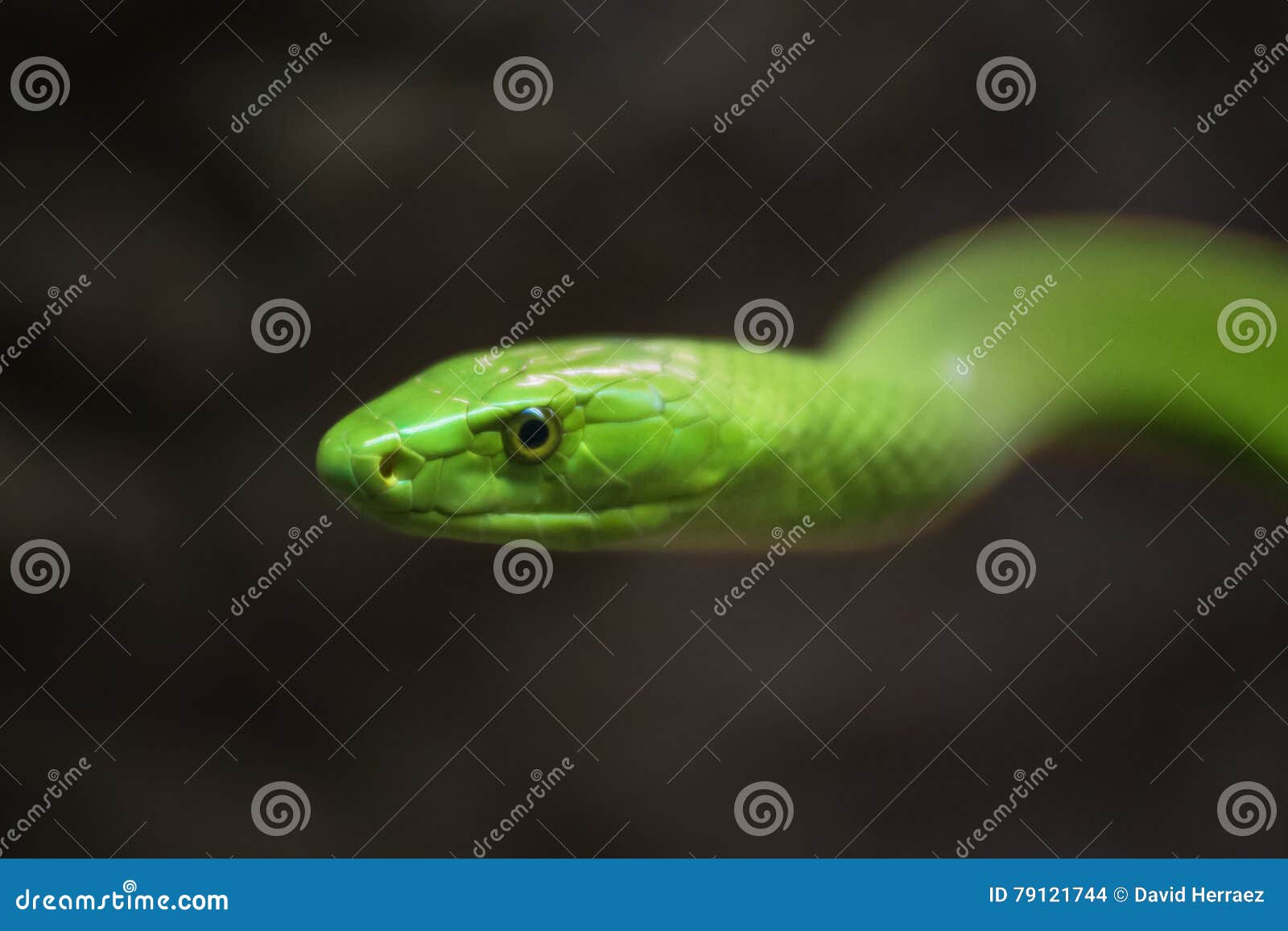 Green Mamba Close Up Portrait. Stock Photo - Image of mouth, dangerous ...
