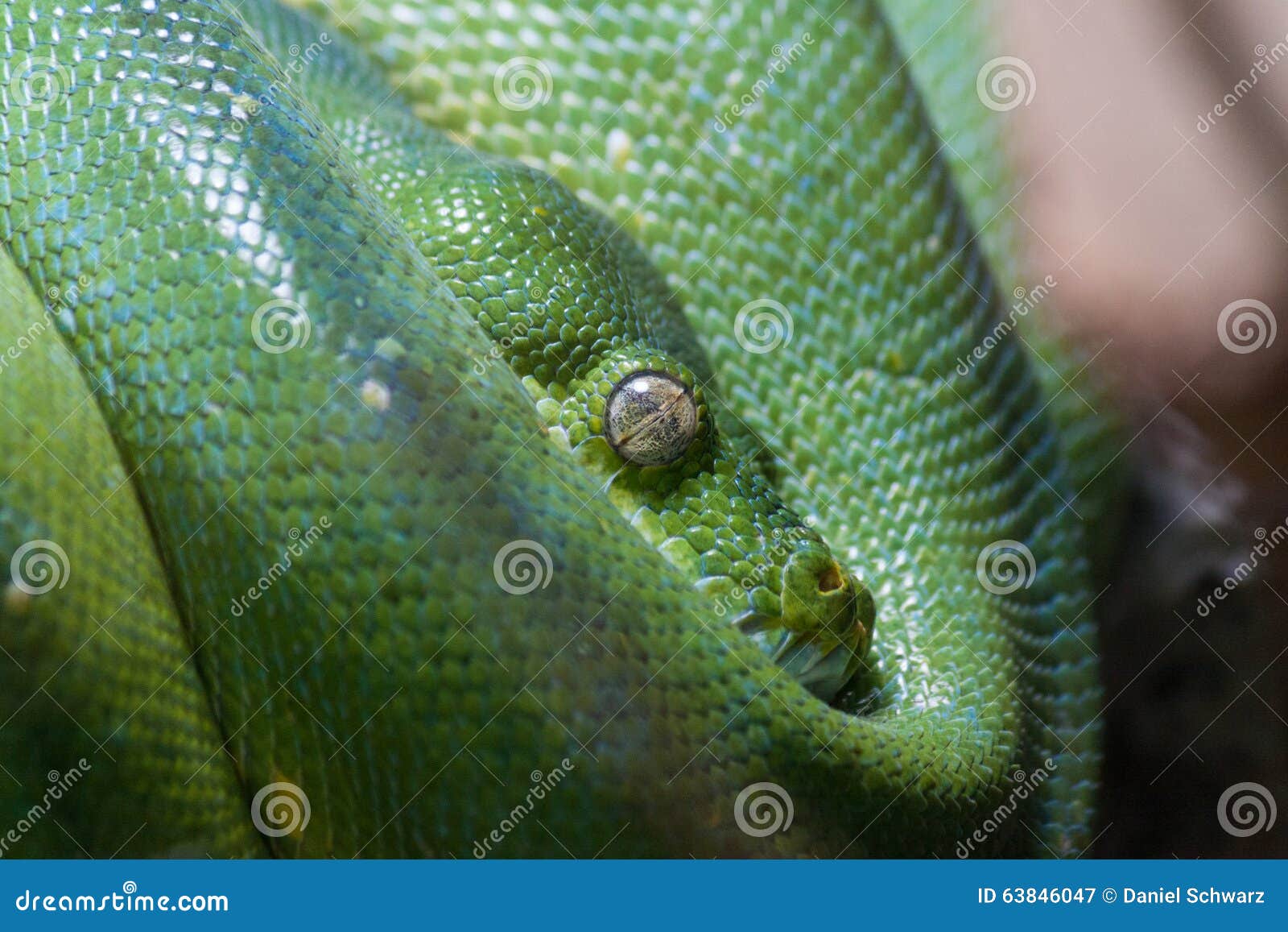 Green mamba stock image. Image of wild, ecology, portrait - 63846047