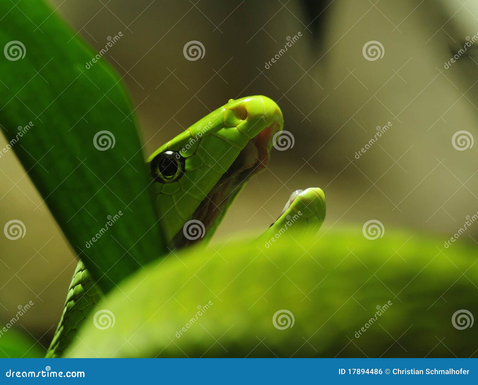Green Mamba (Dendroaspis Angusticeps) Stock Photo - Image of common ...