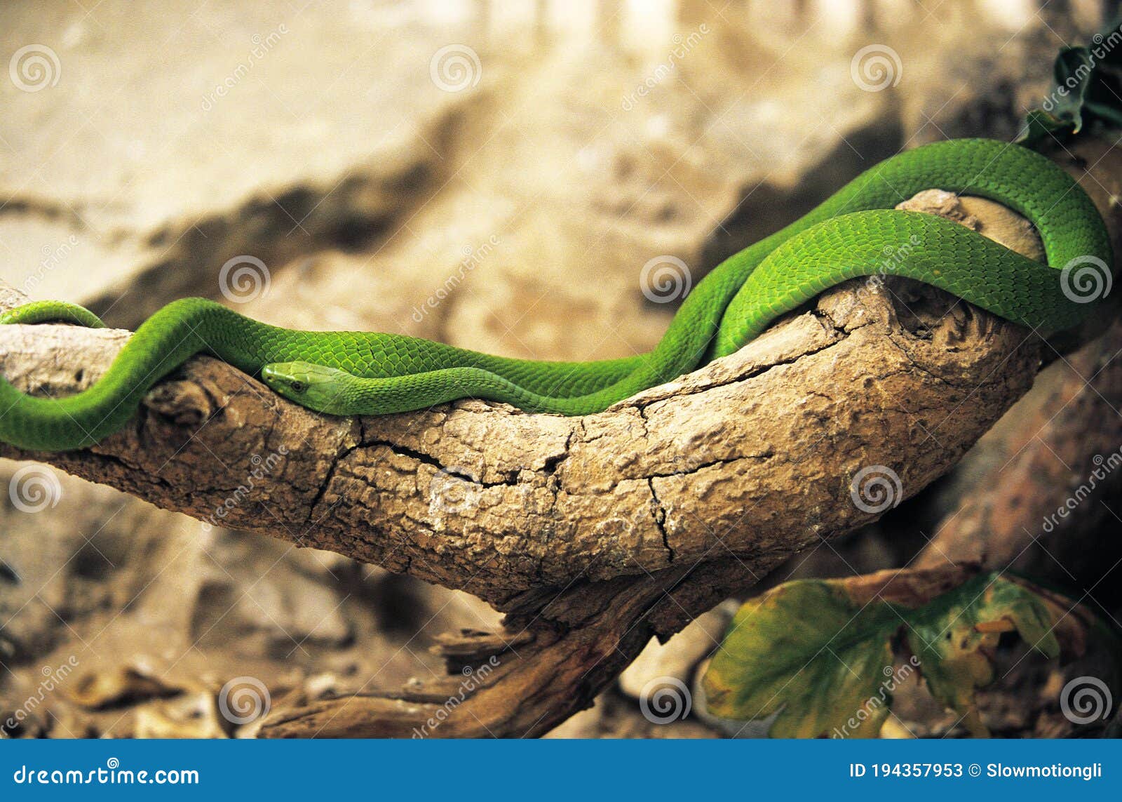 GREEN MAMBA Dendroaspis Angusticeps on BRANCH Stock Image - Image of ...