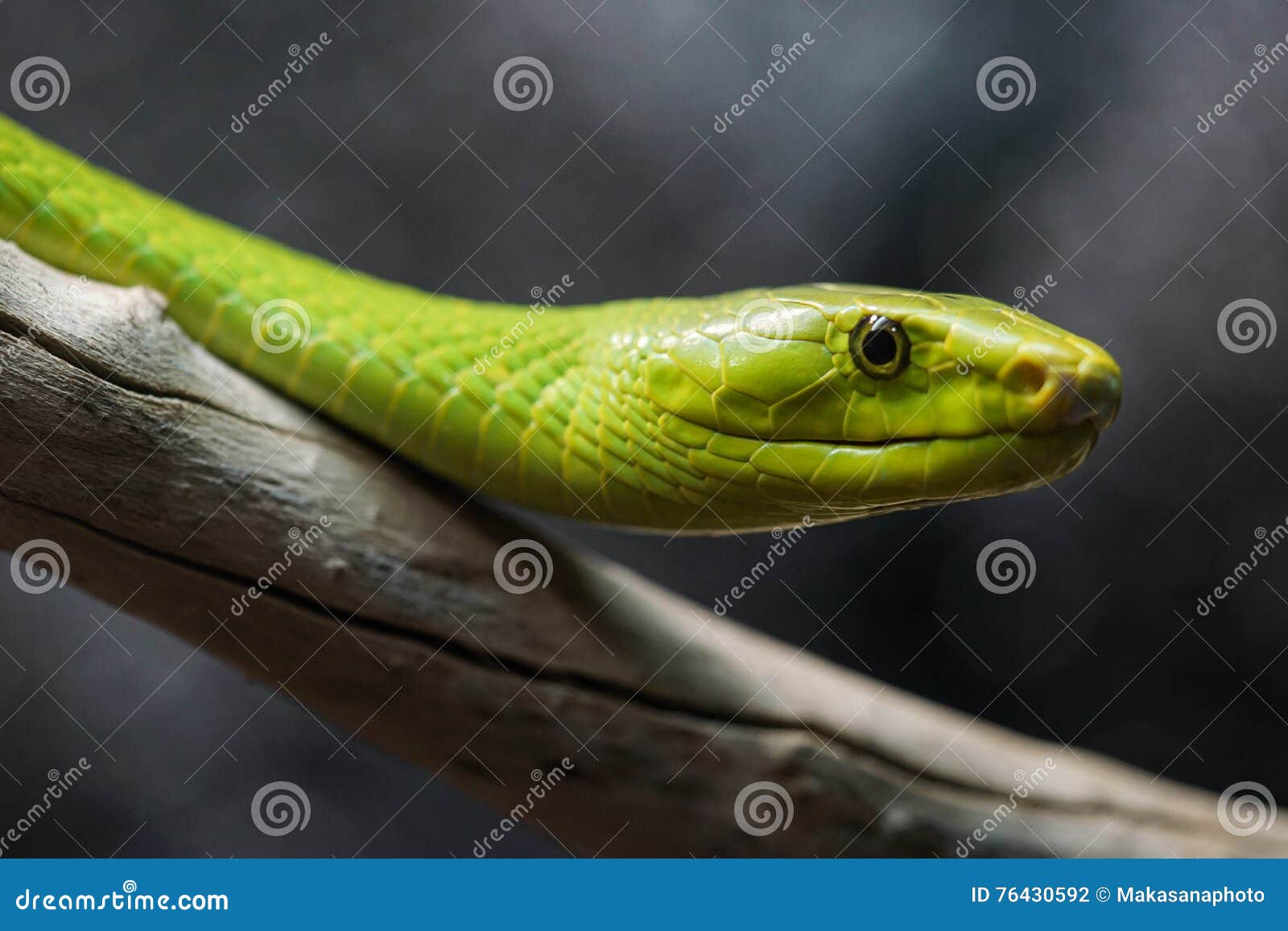 Green mamba stock photo. Image of carolina, west, africa - 76430592