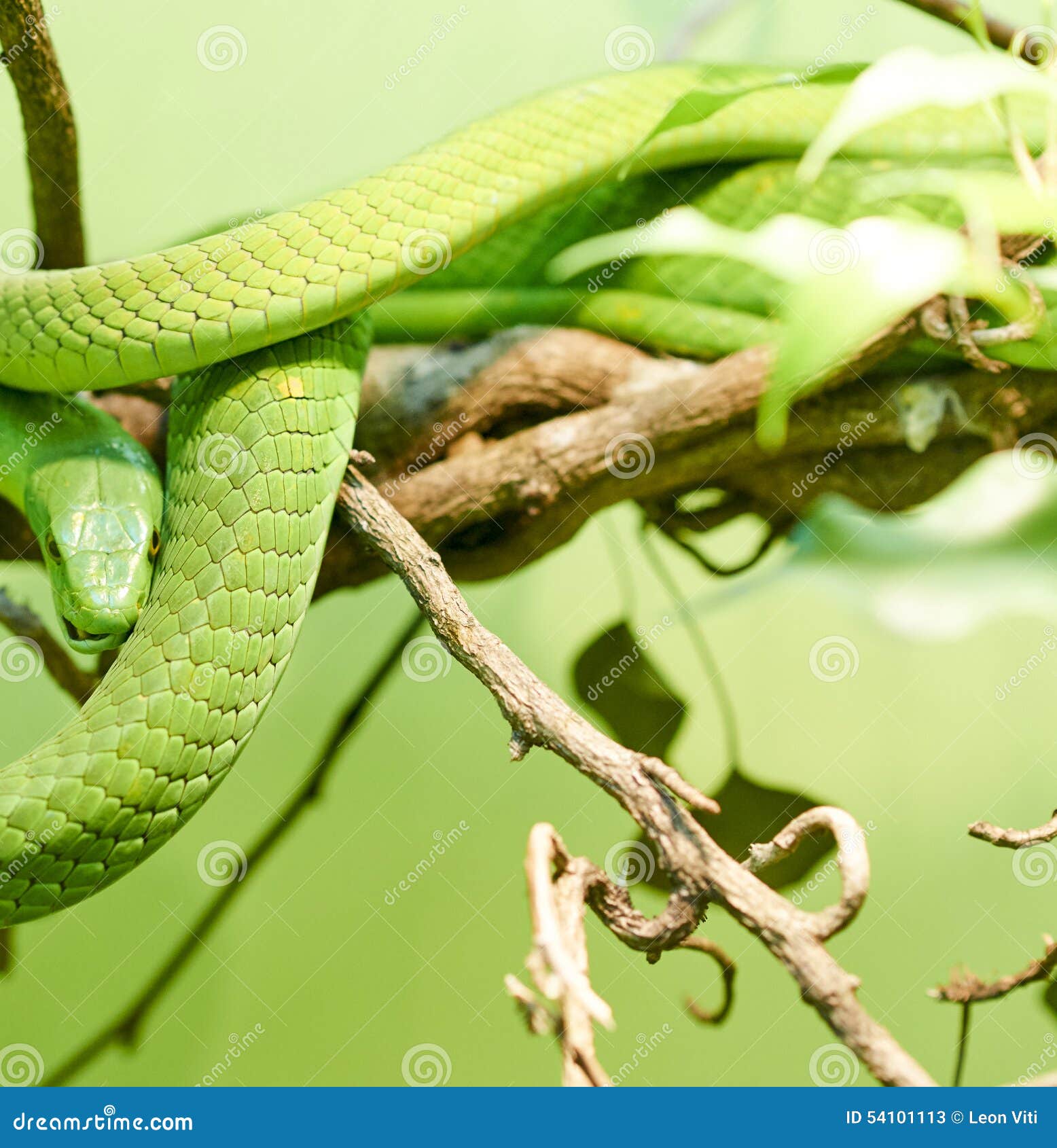 Green mamba stock image. Image of deadly, mamba, wildlife - 54101113