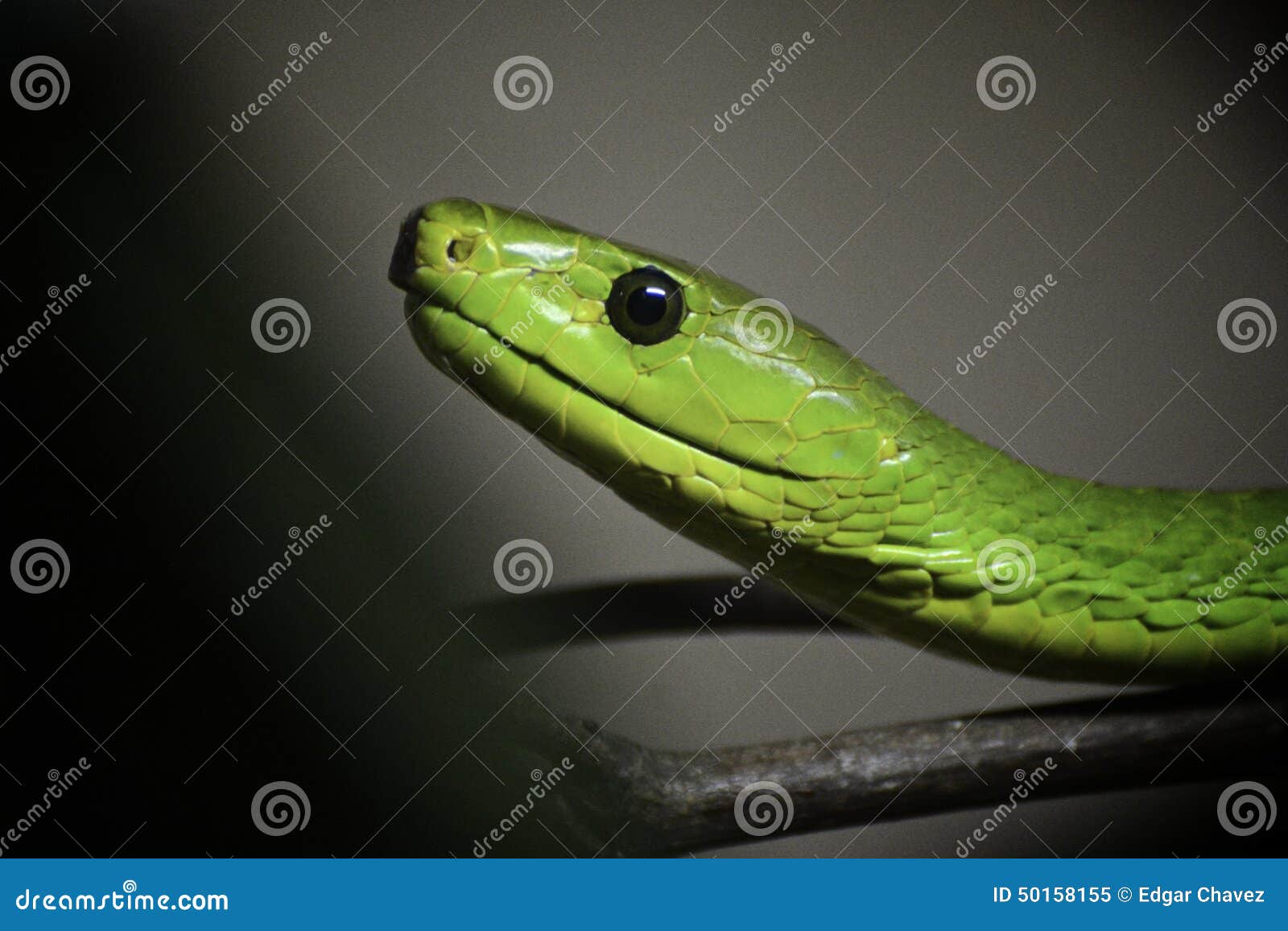 Green Mamba stock image. Image of captured, attitude - 50158155