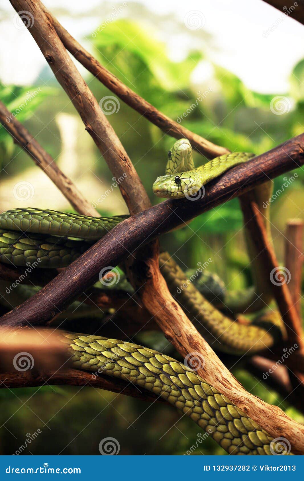 Green mamba stock photo. Image of snake, agile, danger - 132937282