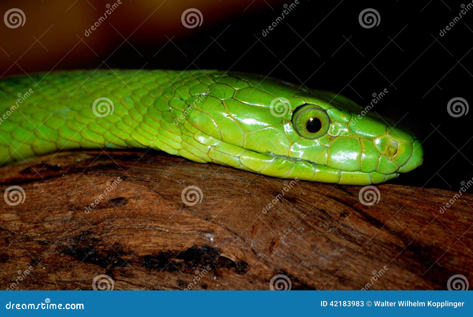 Green Mamba snake stock image. Image of portrait, closeup - 42183983