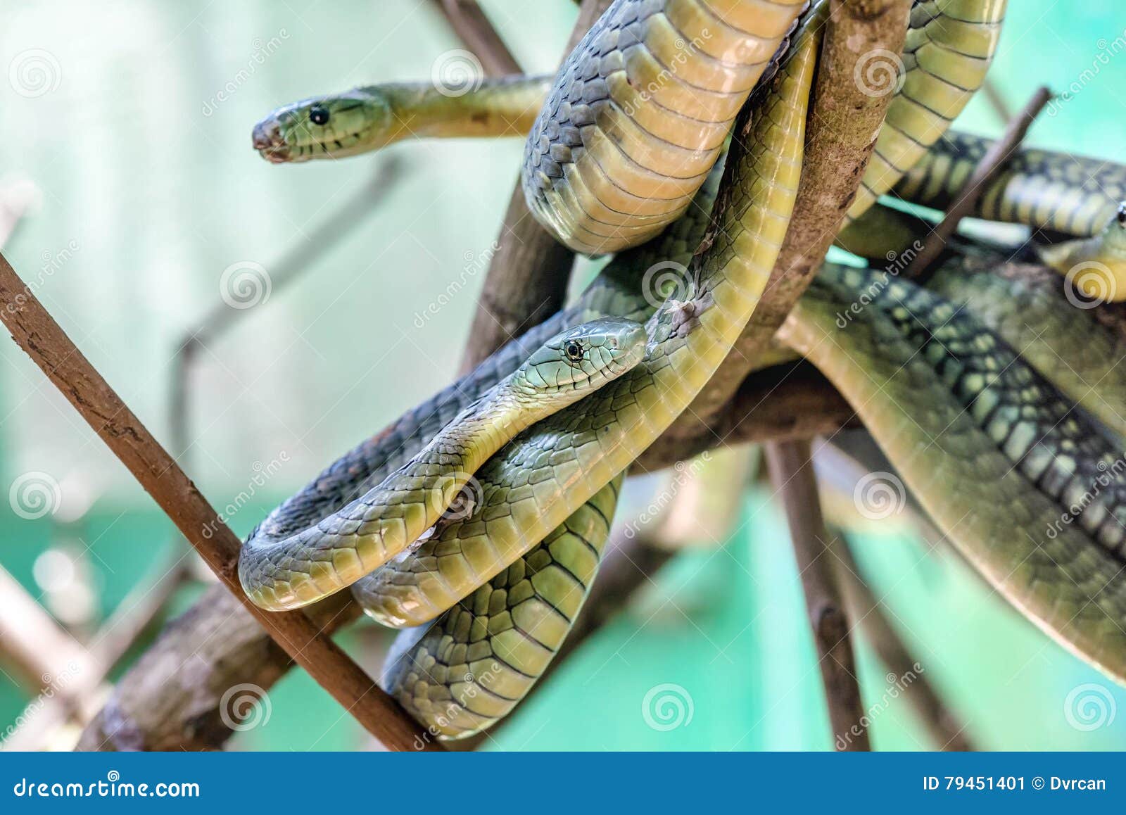 The Green Mamba Snake on the Tree in Uganda, Africa Stock Image - Image ...