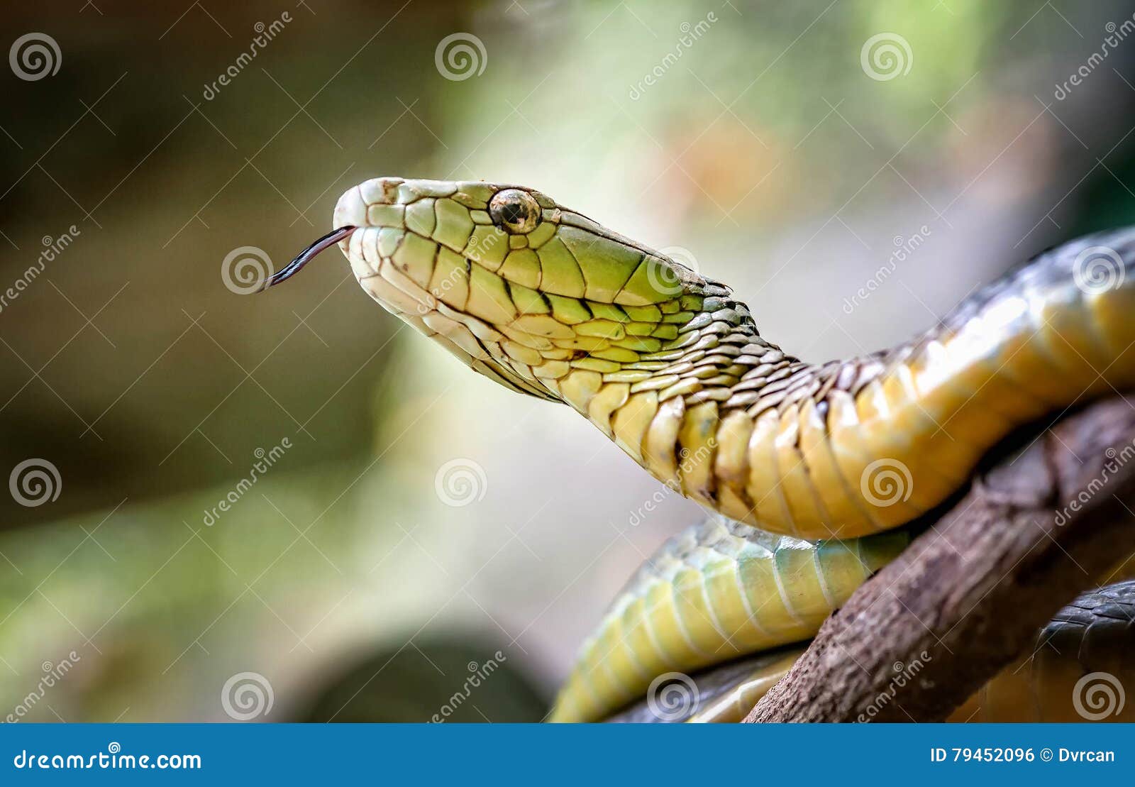 The Green Mamba Snake on the Tree in Uganda, Africa Stock Photo - Image ...