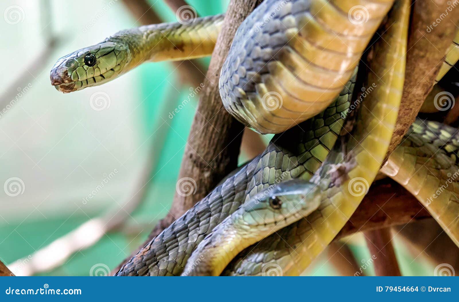 The Green Mamba Snake on the Tree in Uganda, Africa Stock Photo - Image ...
