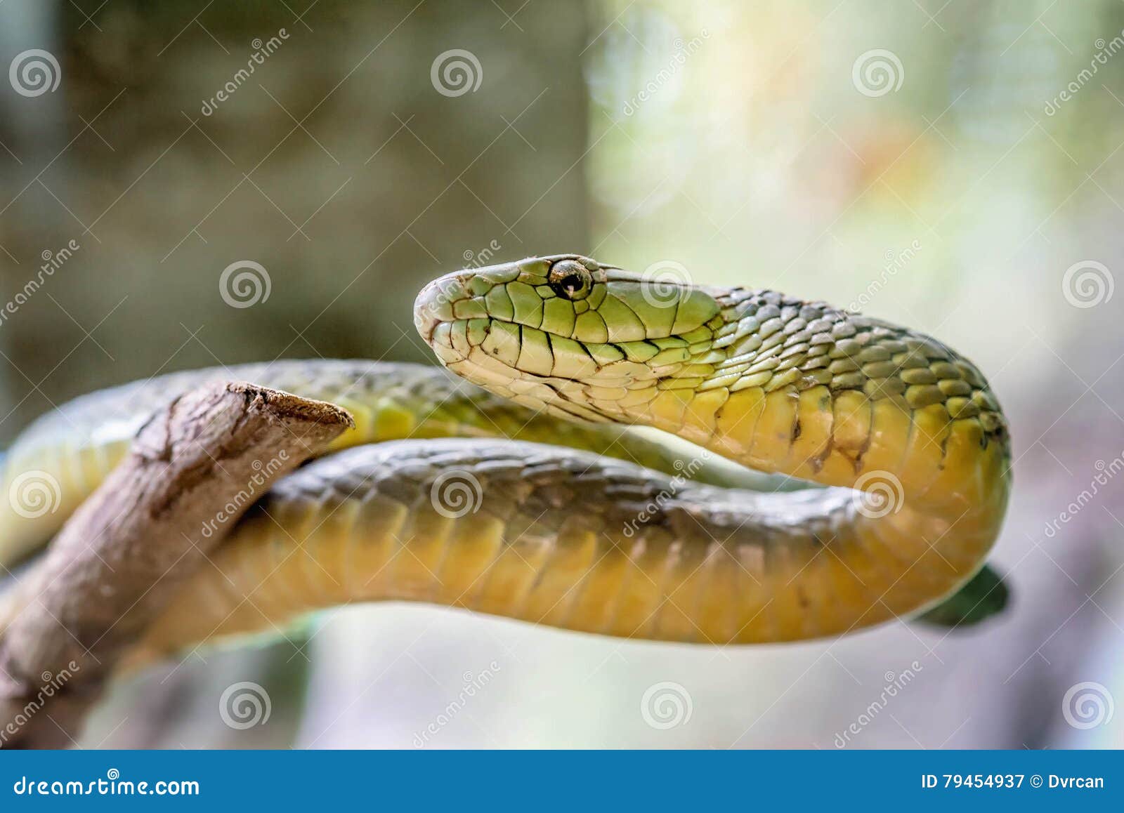 The Green Mamba Snake on the Tree in Uganda, Africa Stock Image - Image ...