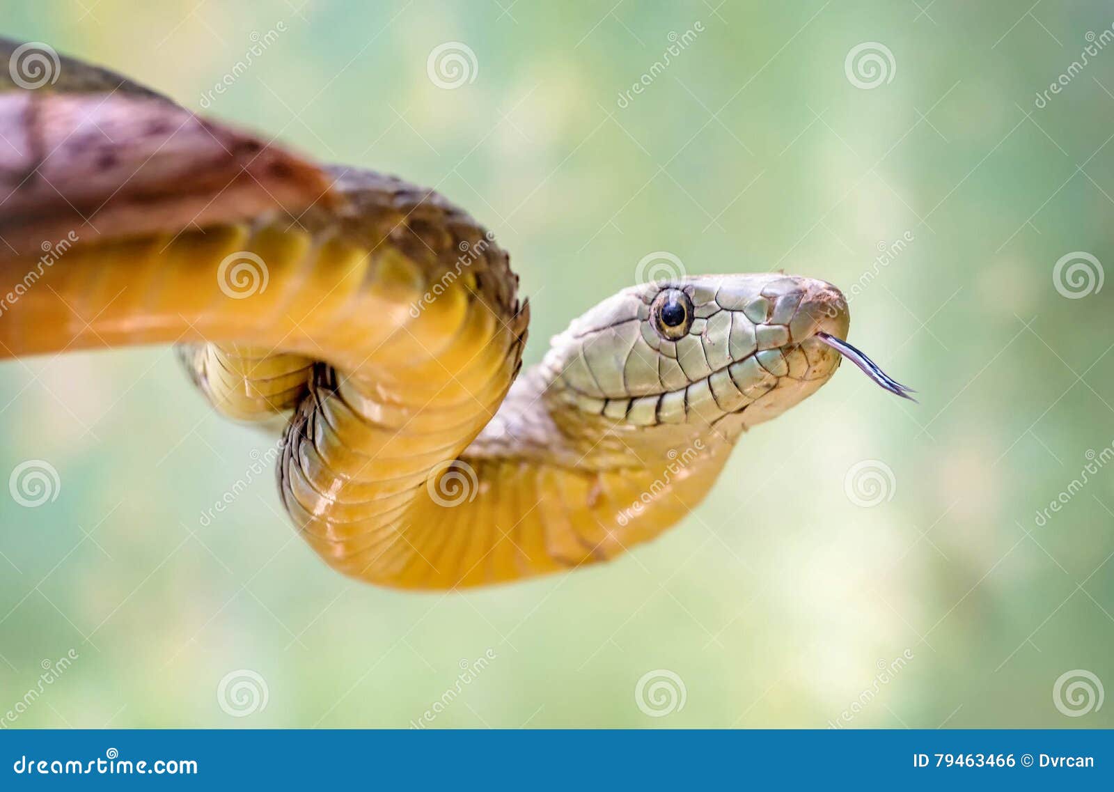 The Green Mamba Snake on the Tree in Uganda, Africa Stock Photo - Image ...