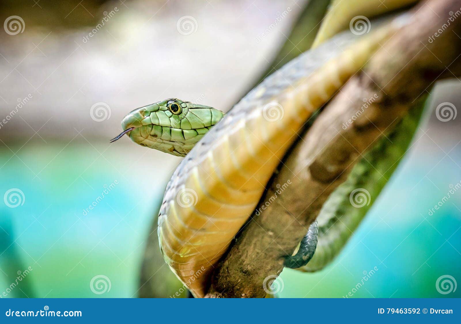 The Green Mamba Snake on the Tree in Uganda, Africa Stock Photo - Image ...