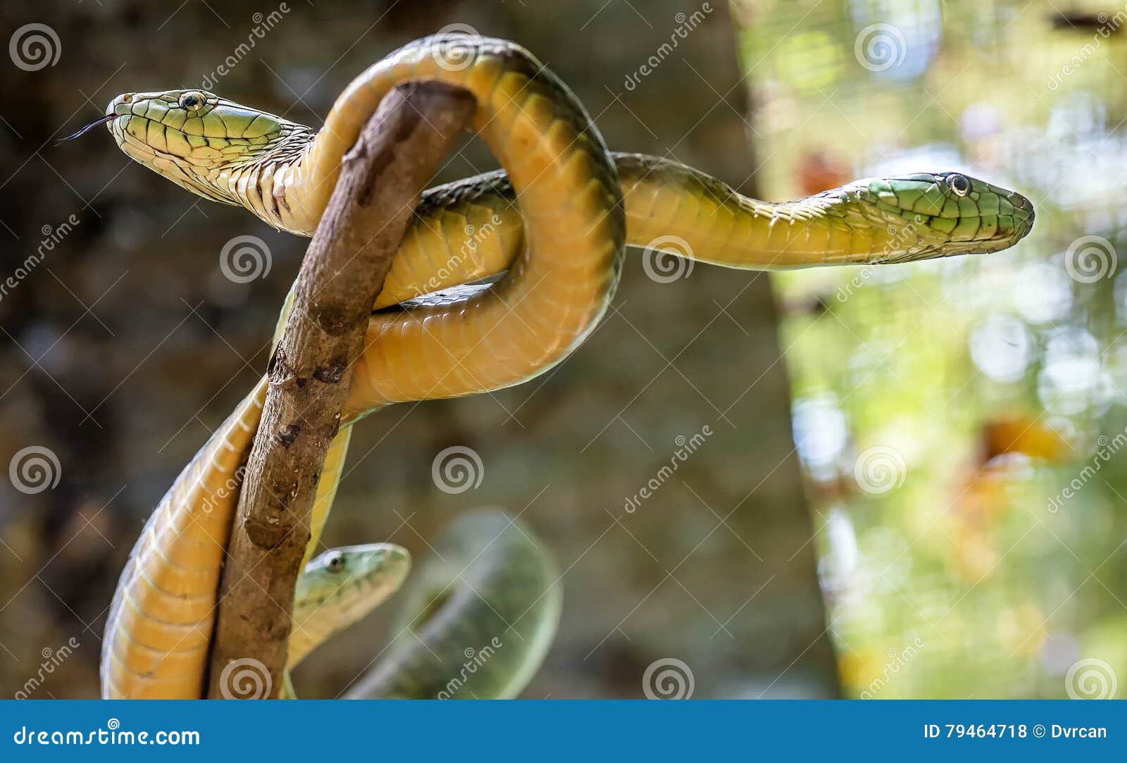 The Green Mamba Snake on the Tree in Uganda, Africa Stock Photo - Image ...