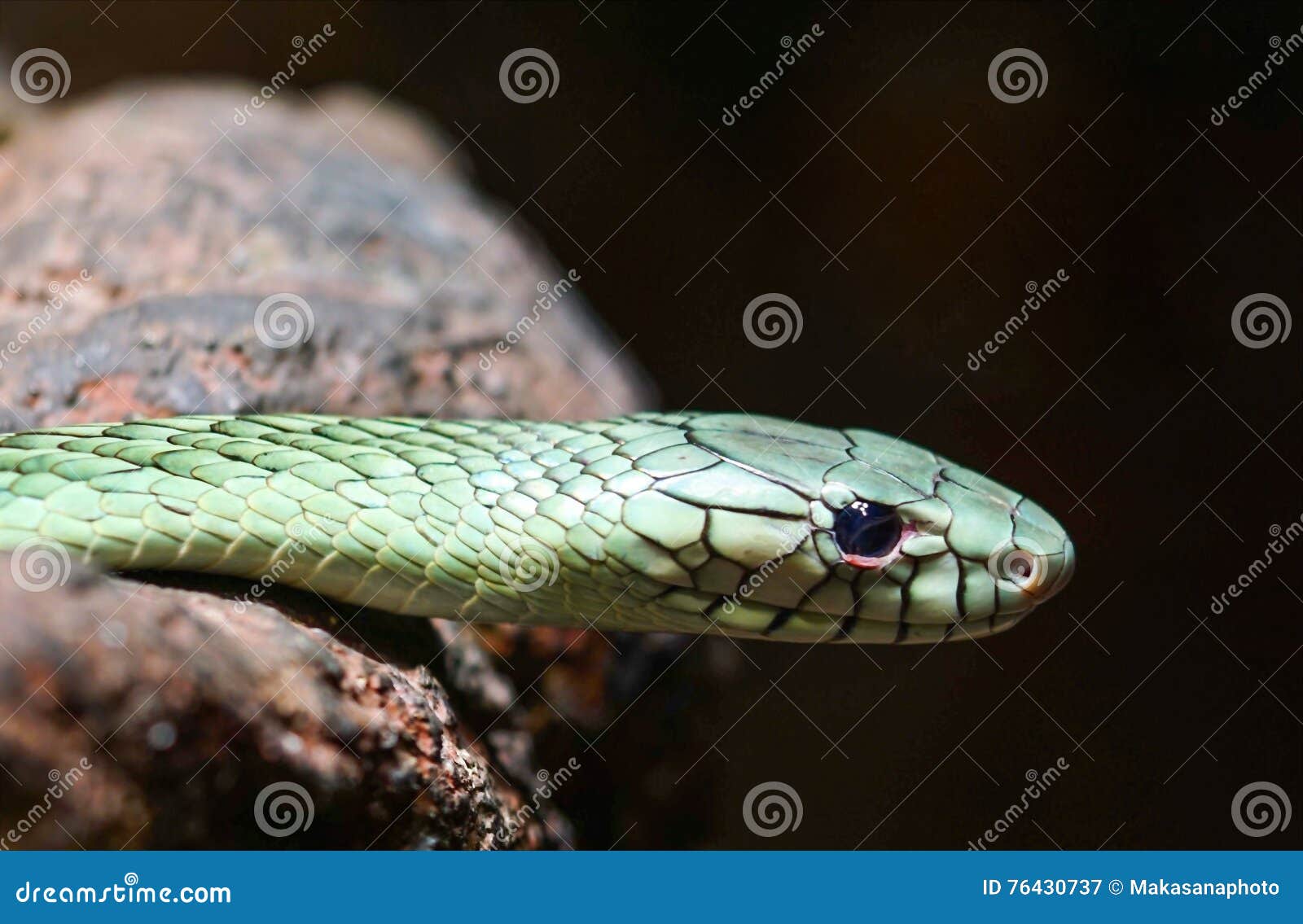 Green mamba stock image. Image of western, serpentarium - 76430737