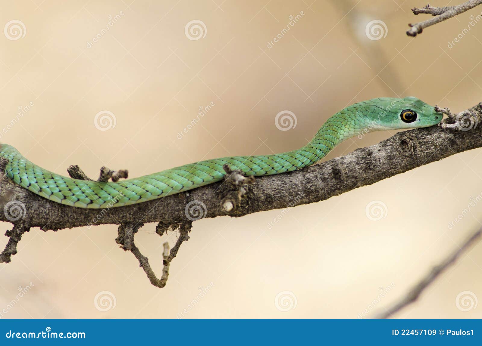 Green Mamba in the wild stock image. Image of venomous - 22457109
