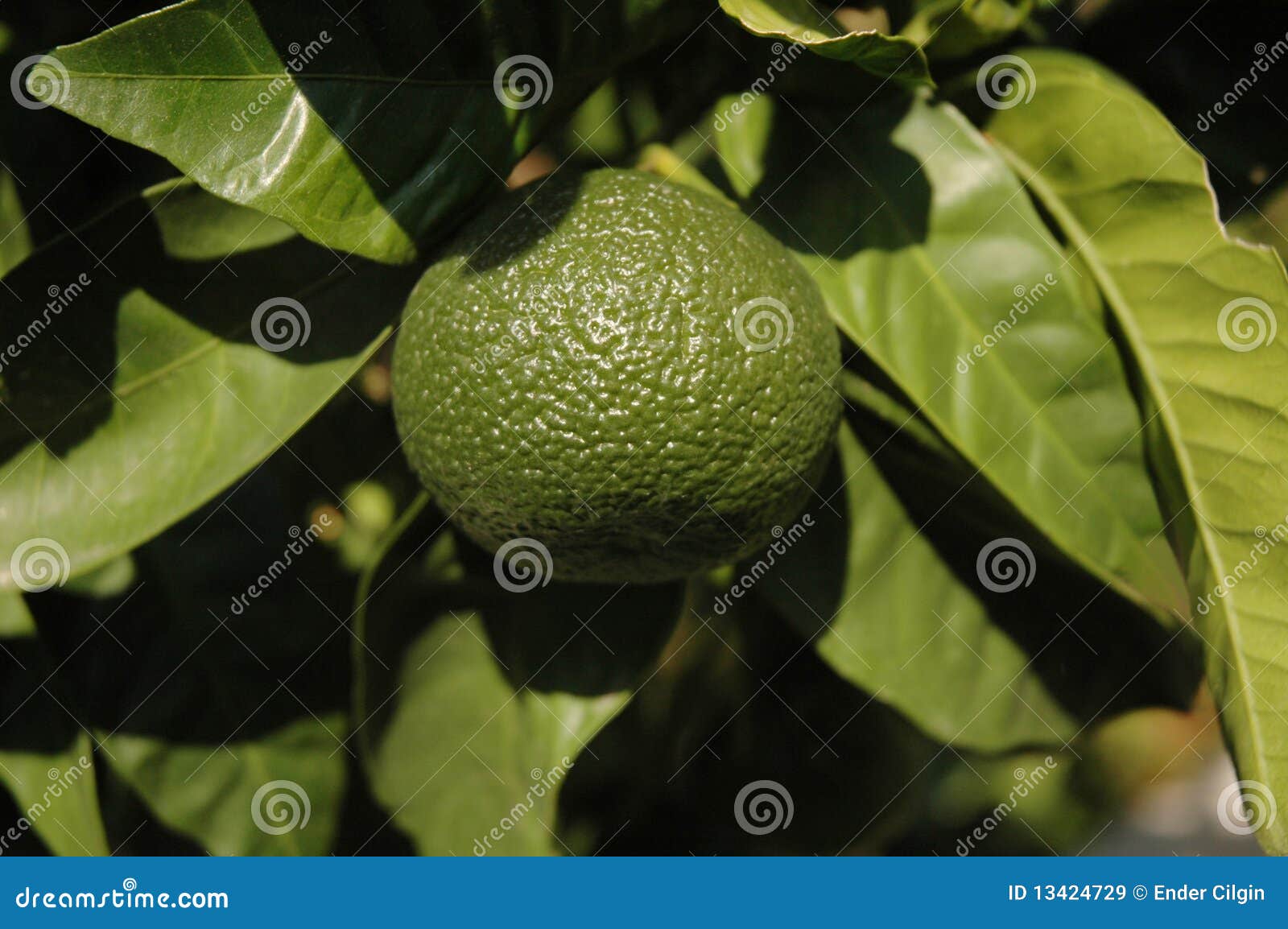 Green mandarin stock image. Image of leaf, sour, tangerine - 13424729