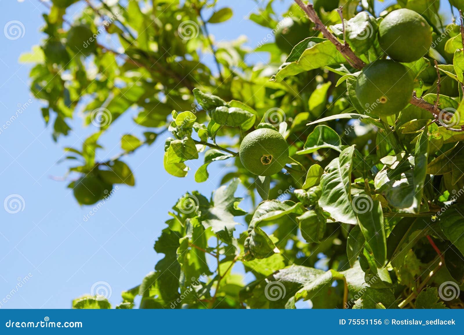 Green mandarin fruits stock photo. Image of plant, garden - 75551156