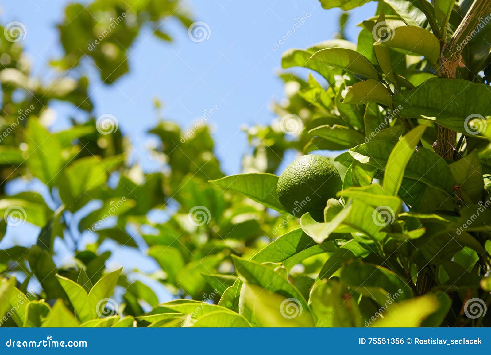 Green mandarin fruits stock photo. Image of citrus, sunny - 75551356