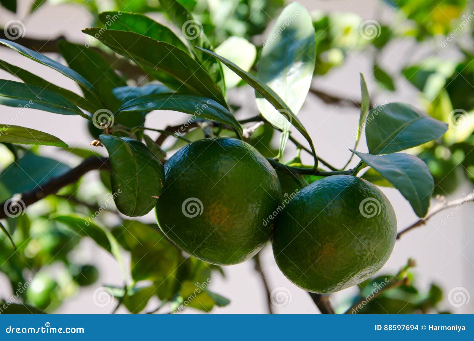 Green mandarin stock photo. Image of agriculture, sunlight - 88597694