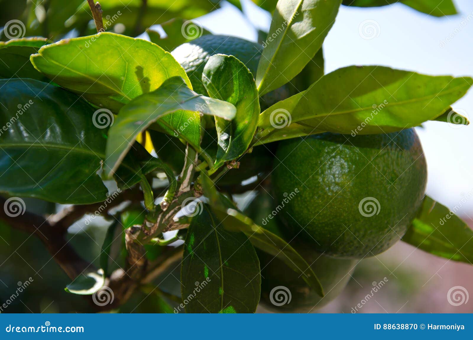 Green mandarin stock photo. Image of leaves, citrus, autumn - 88638870