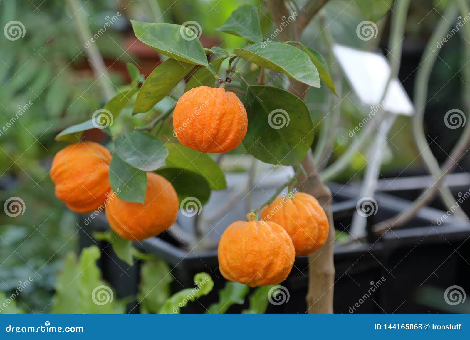 Green mandarin tree stock photo. Image of freshness - 144165068