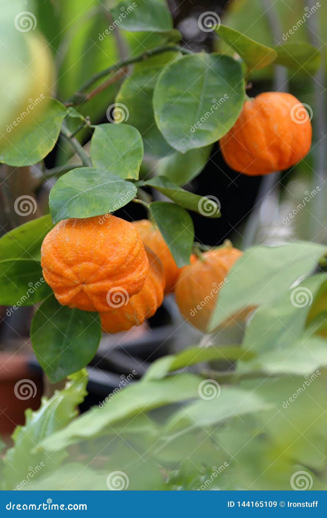 Green mandarin tree stock image. Image of outdoor, fruit - 144165109