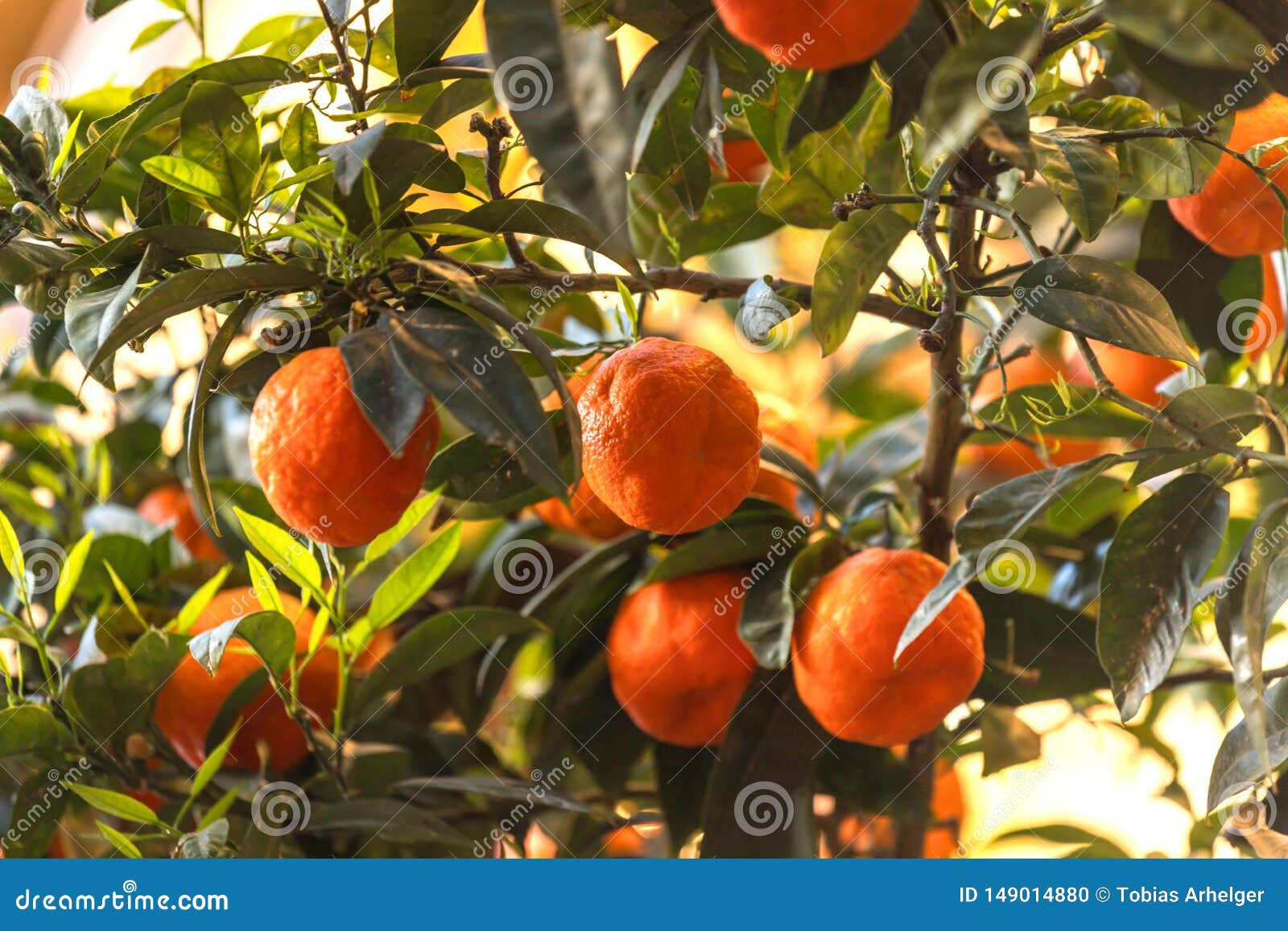 Green Mandarin Isolated On White Background Stock Photo | CartoonDealer ...