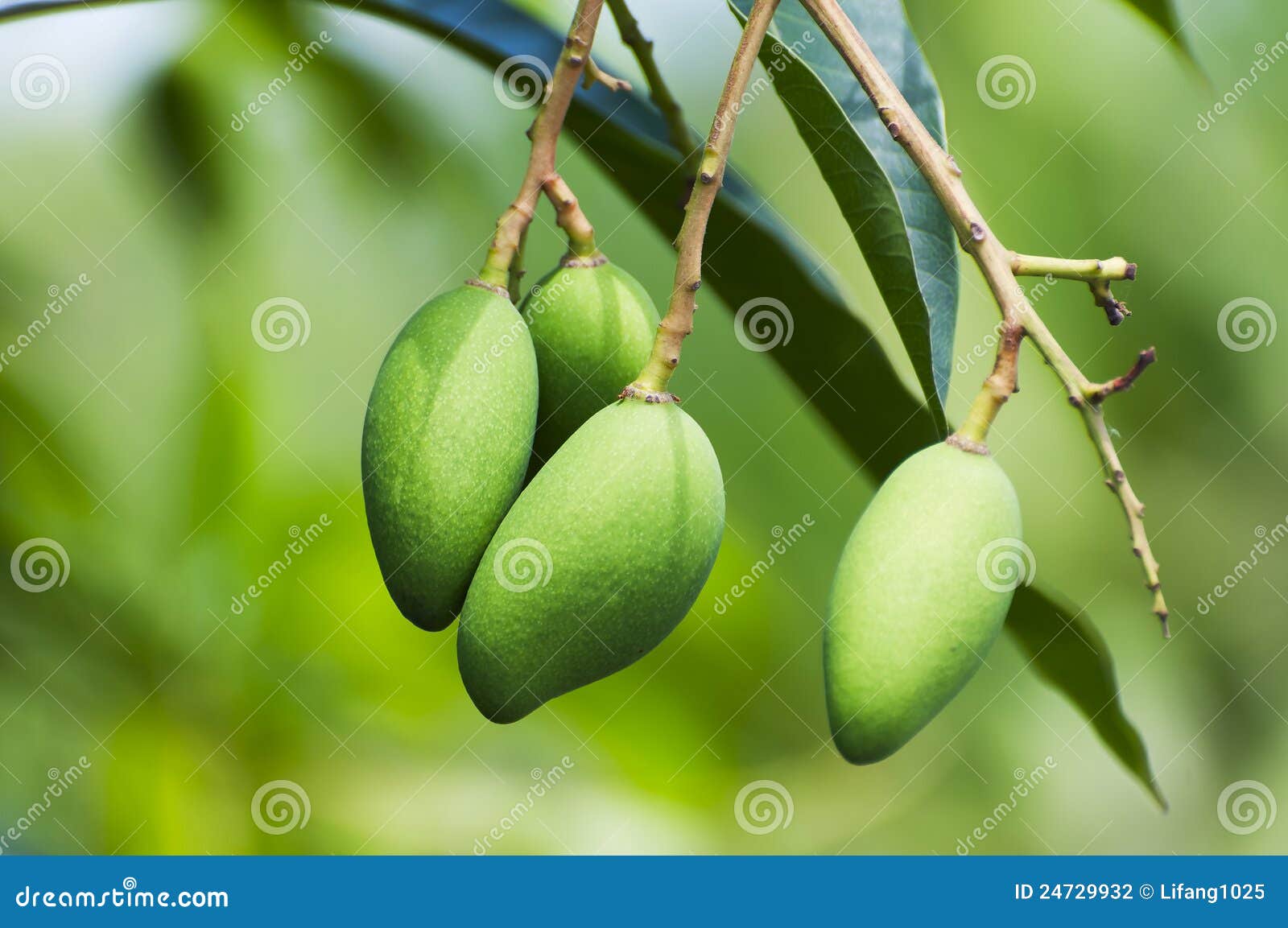 Green mango stock photo. Image of fruit, diet, tropical - 24729932