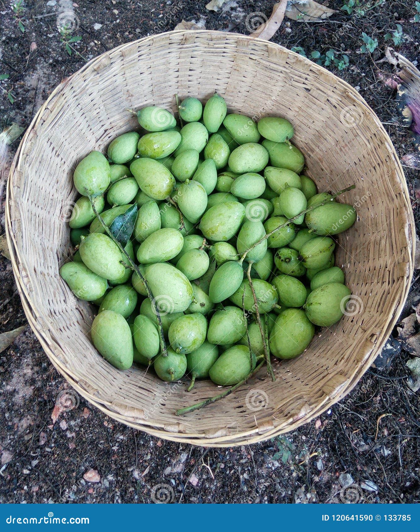 Green mango in the basket stock photo. Image of green - 120641590