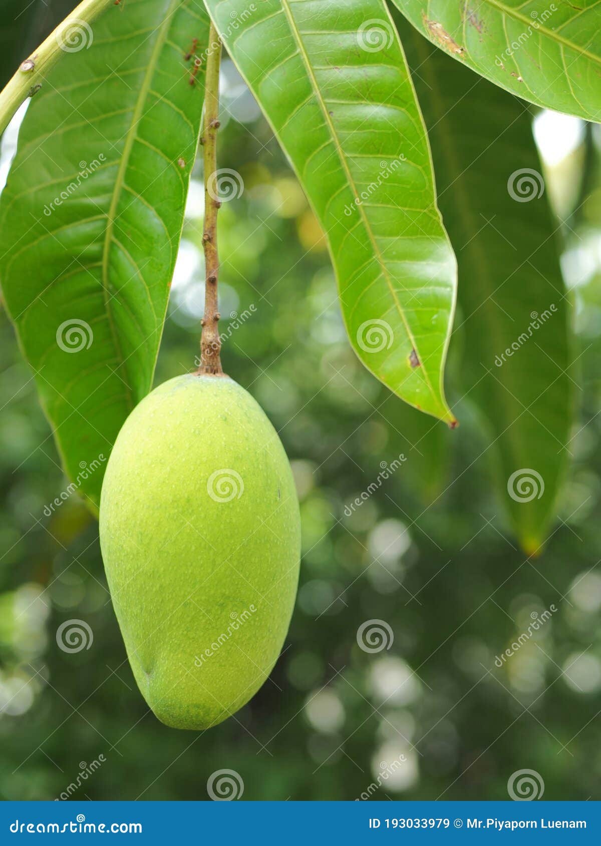 Green Mango on Blur Background. Stock Image - Image of fruit, bokeh ...