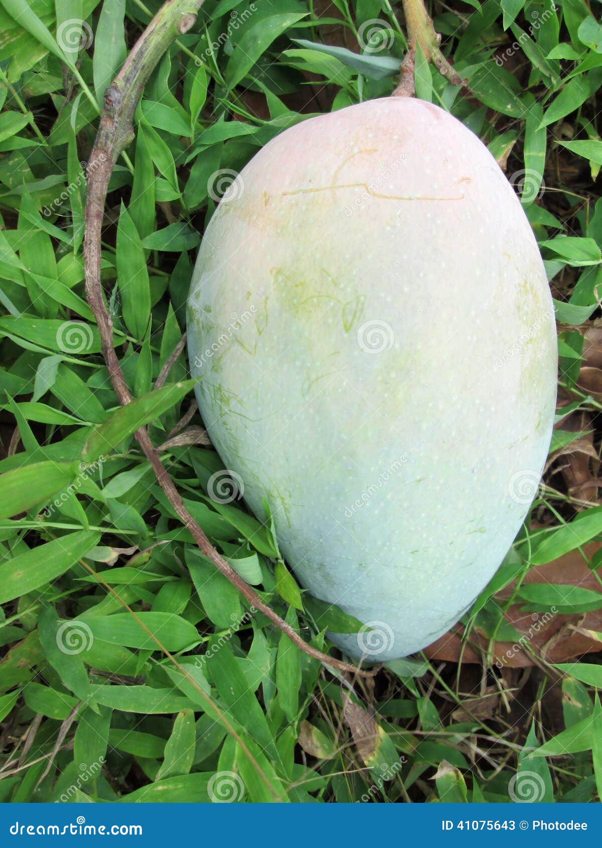 Green mango stock image. Image of nature, natural, asia - 41075643