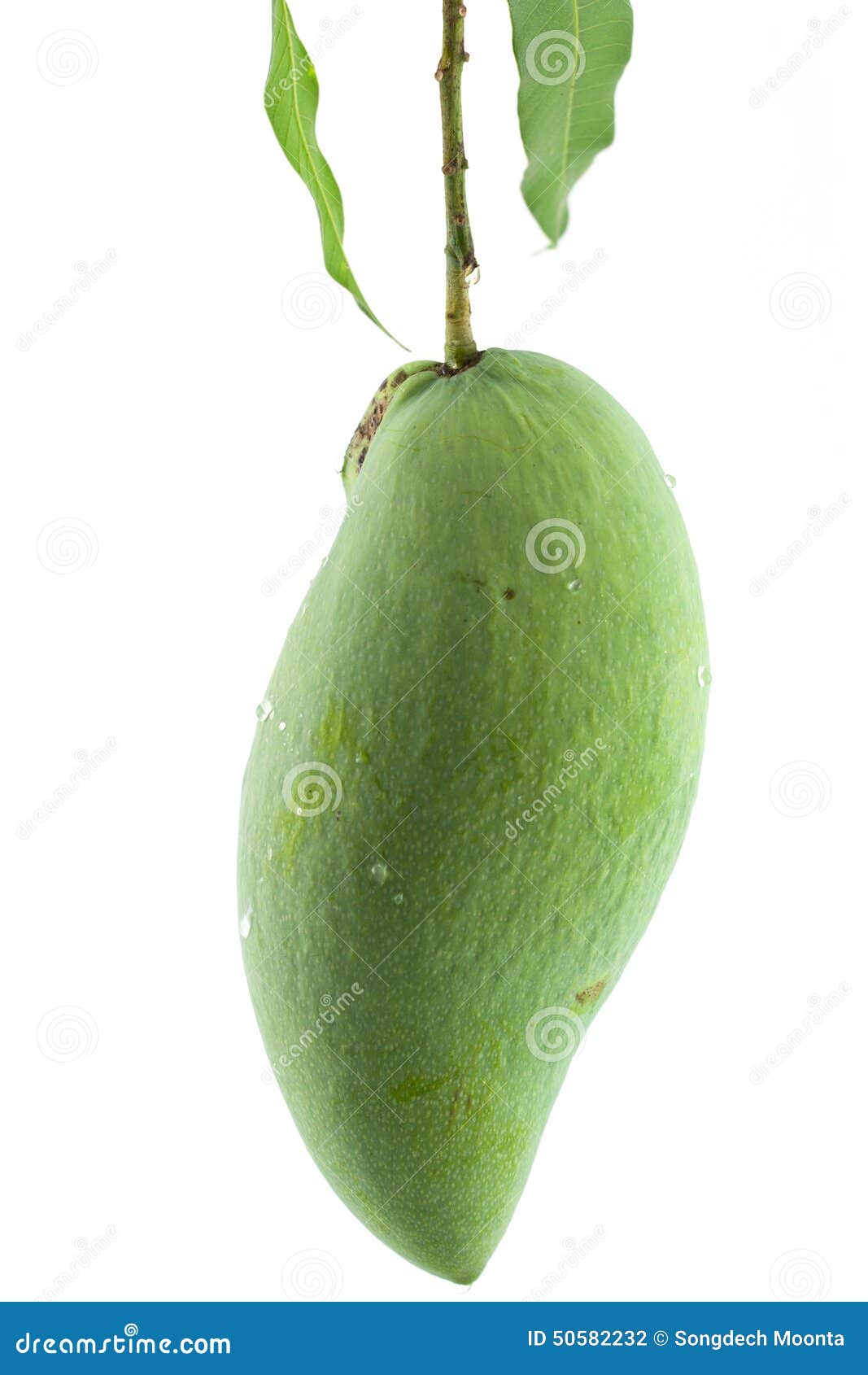 Green mango stock photo. Image of fruits, white, backgroundnn - 50582232