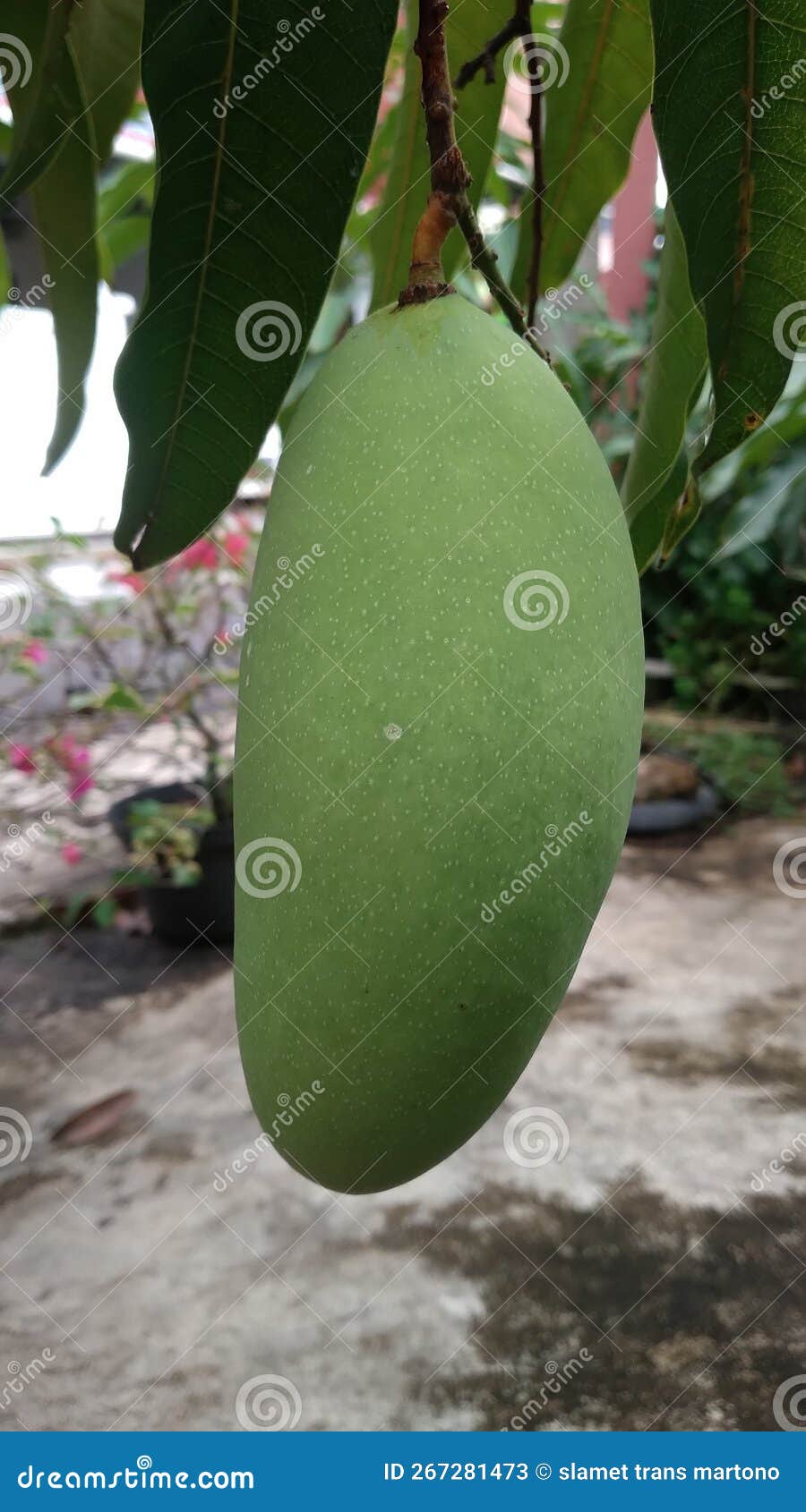 Green mango stock image. Image of green, fruit, mango - 267281473