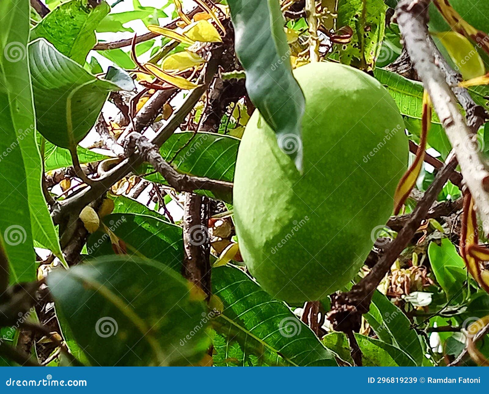 Green Mango Fruit with Branches and Leaves. Stock Image - Image of ...