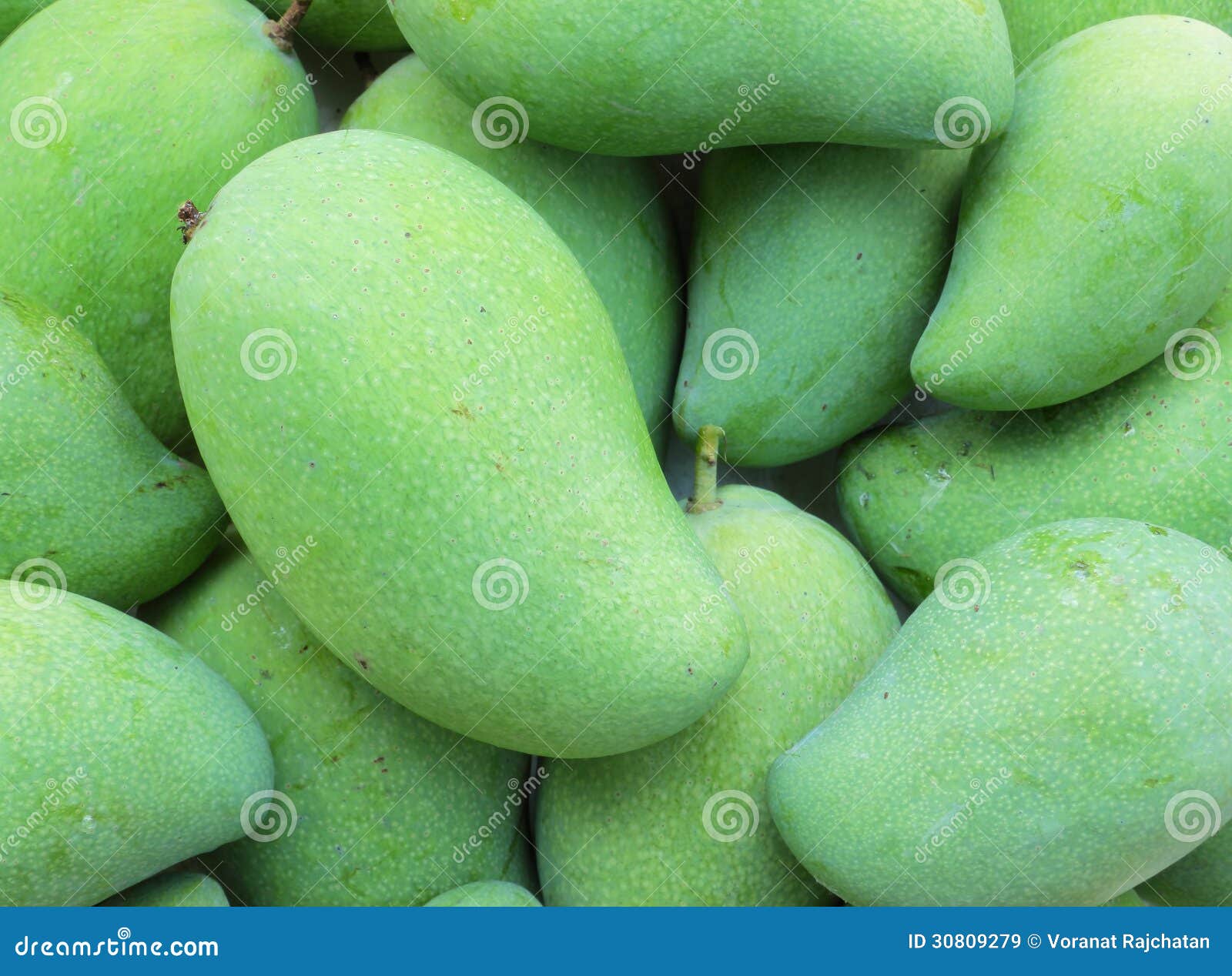 Green mango fruit stock image. Image of group, agricultural - 30809279