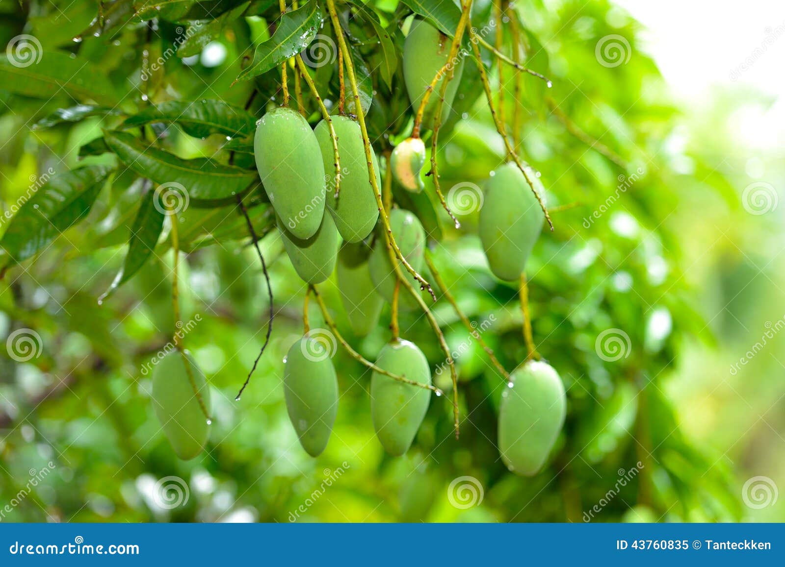 Green Mango fruit stock image. Image of healthy, vegetarian - 43760835