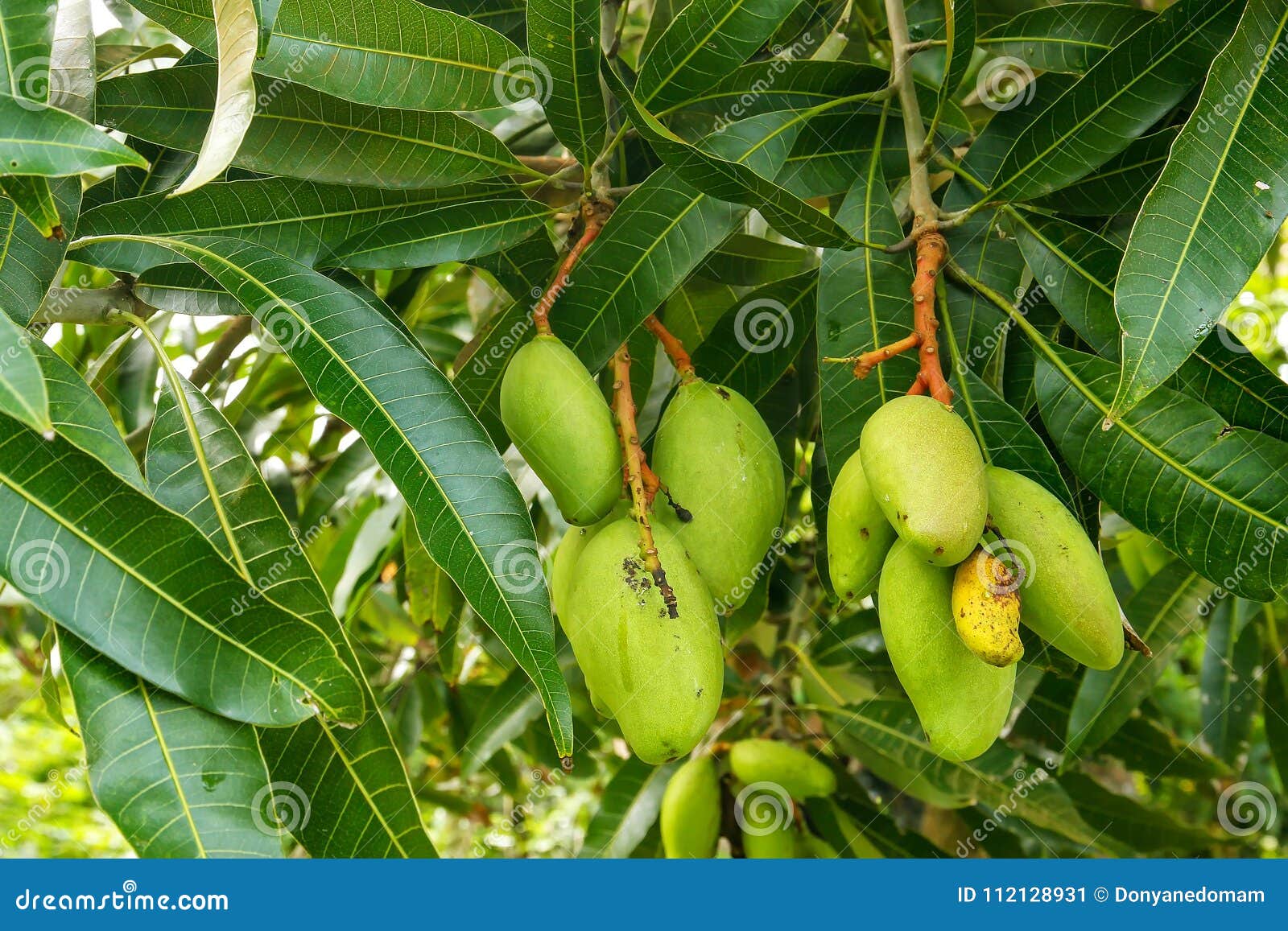 Green Mango Fruit on a Tree Stock Image - Image of south, jungle: 112128931