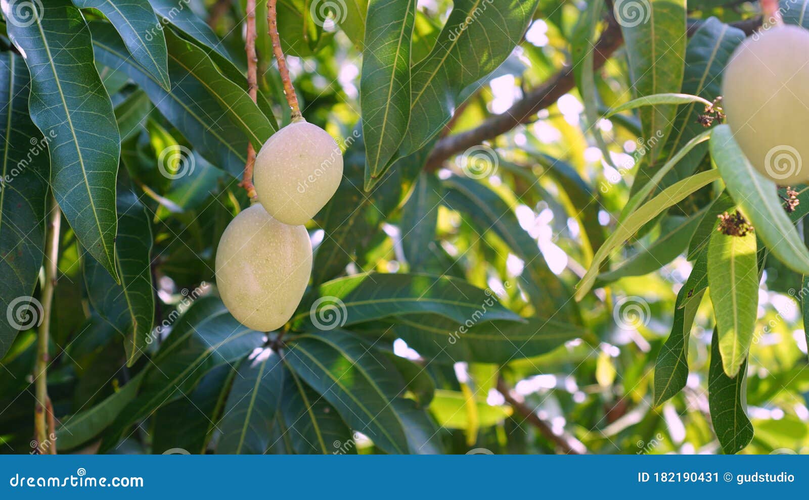 Green Mango Fruit on the Tree Stock Image - Image of fresh, plant: 182190431