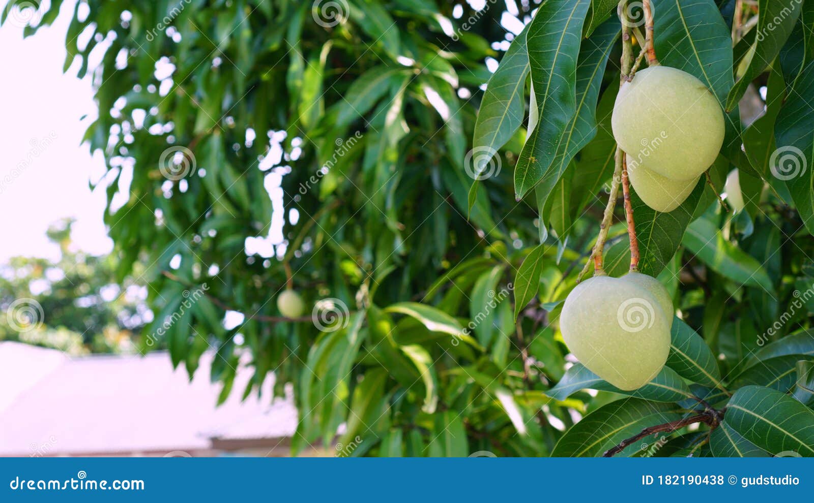 Green Mango Fruit on the Tree Stock Photo - Image of healthy, garden: 182190438