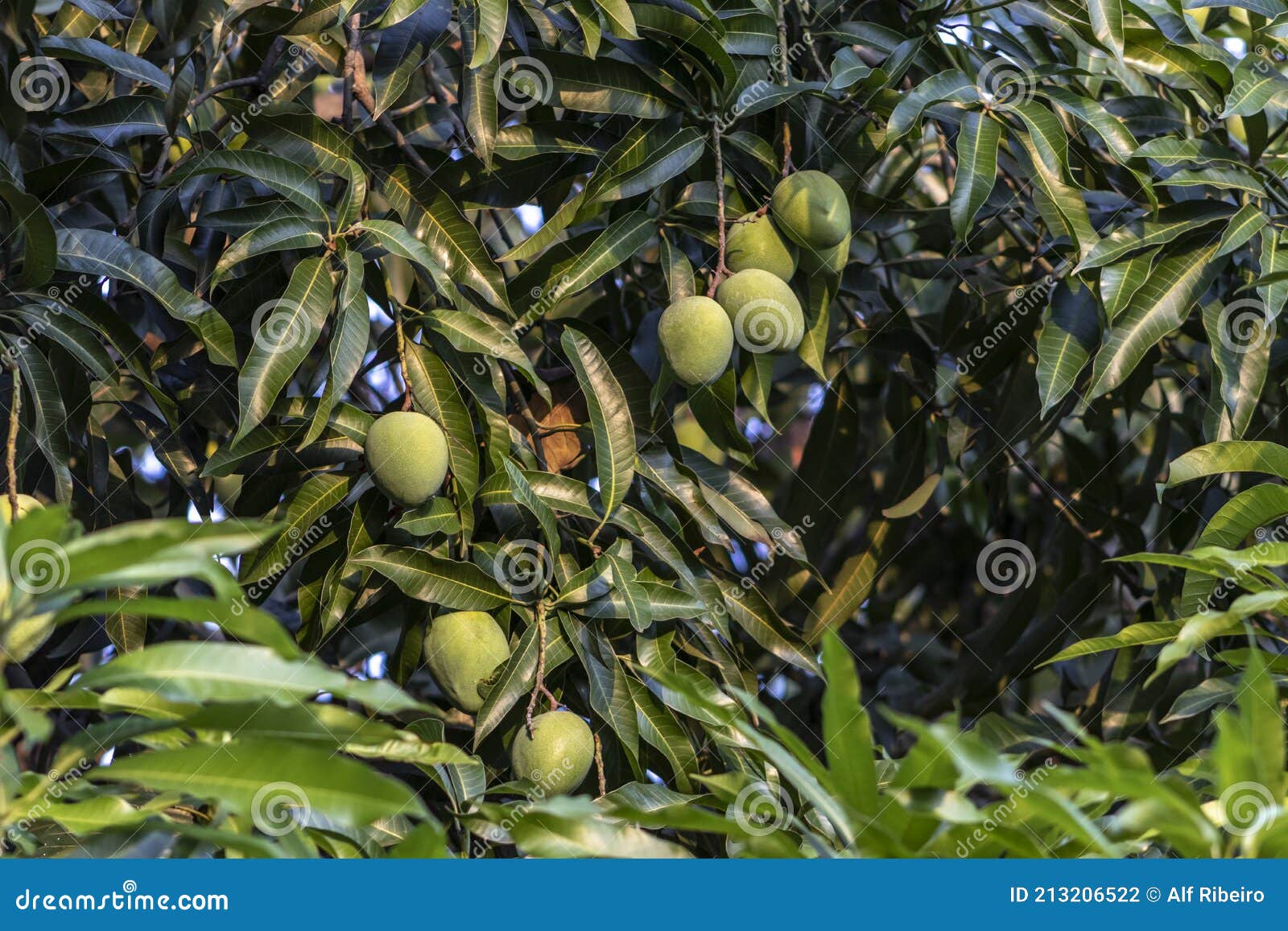Green Mango Fruits are Ripening Stock Photo - Image of organic, health ...